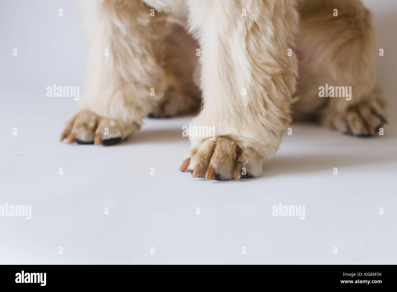 Paws of a dog close-up. Adult american cocker spaniel breed in front of ...