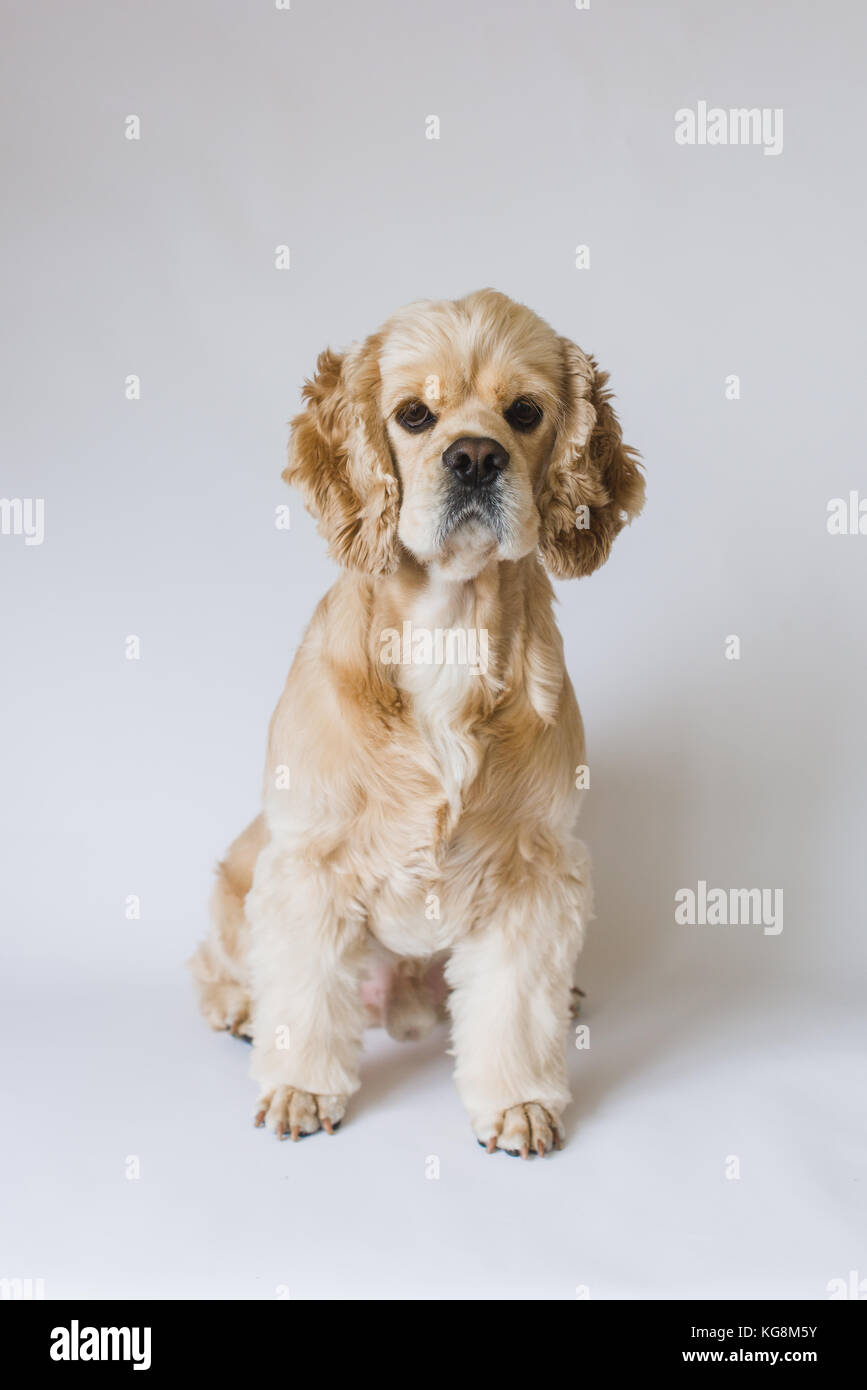 Adult american cocker spaniel breed in front of a white background ...