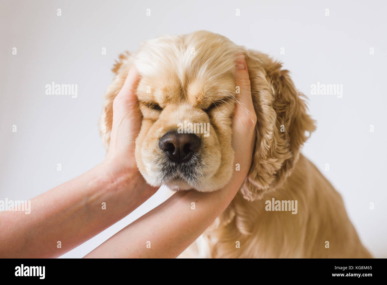 Adult american cocker spaniel breed in front of a white background ...