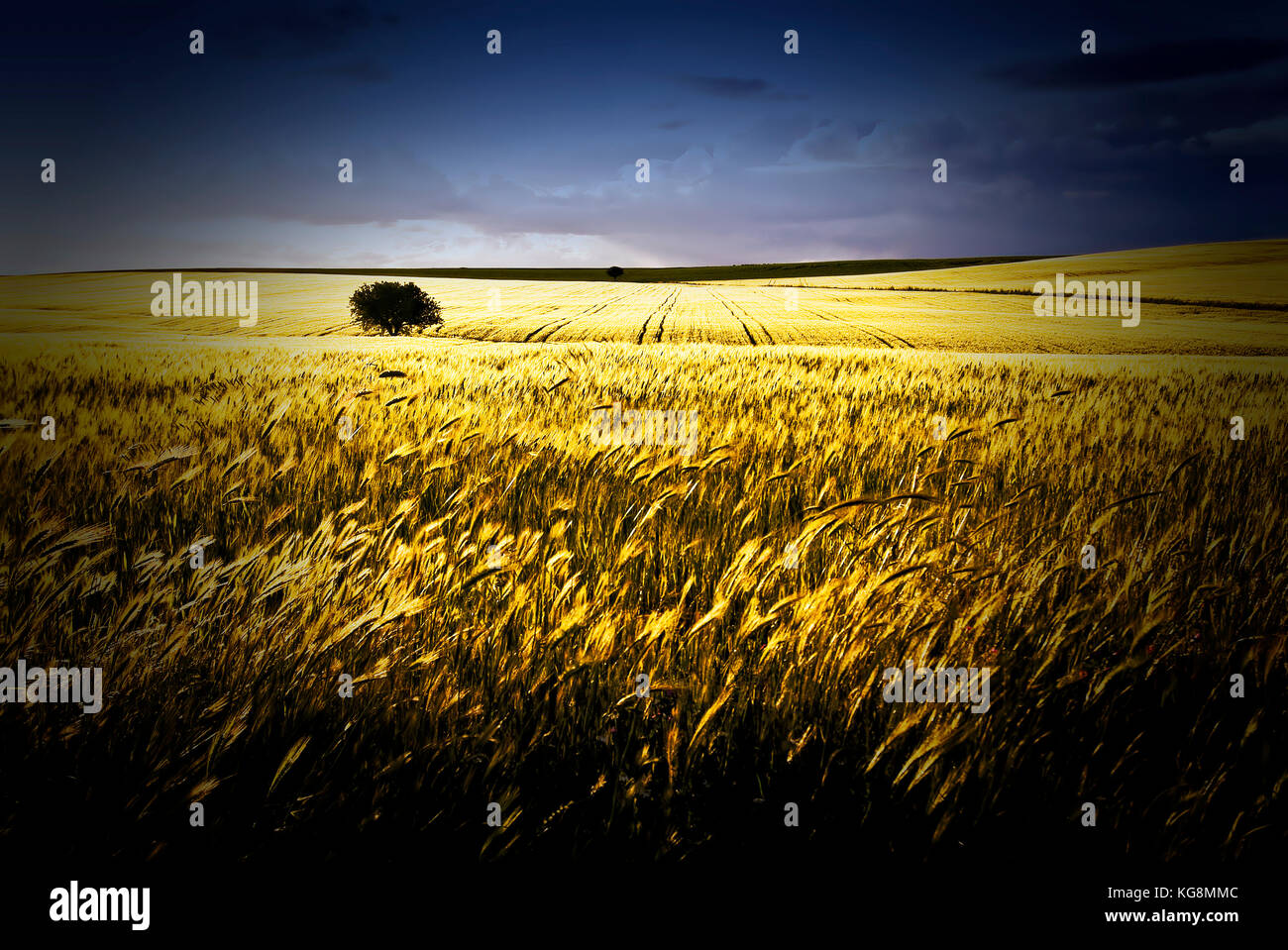 Grain fields single tree hi-res stock photography and images - Alamy