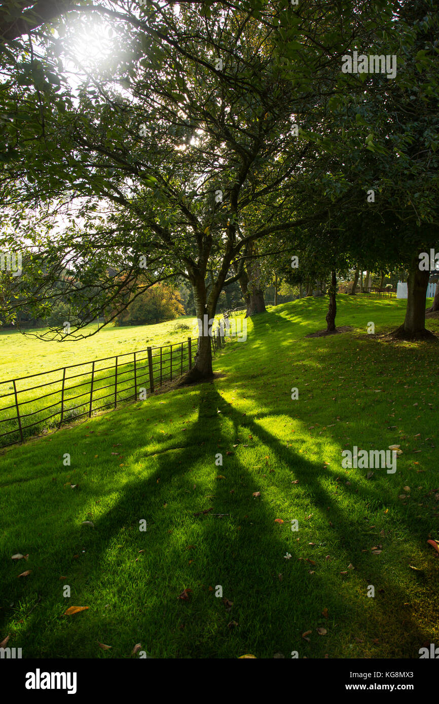 tree with shadow of branches backlit by sun Stock Photo - Alamy