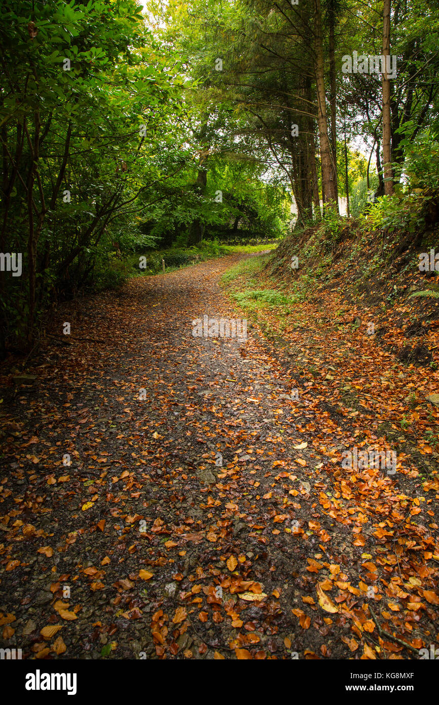 path with fallen leaves Stock Photo - Alamy