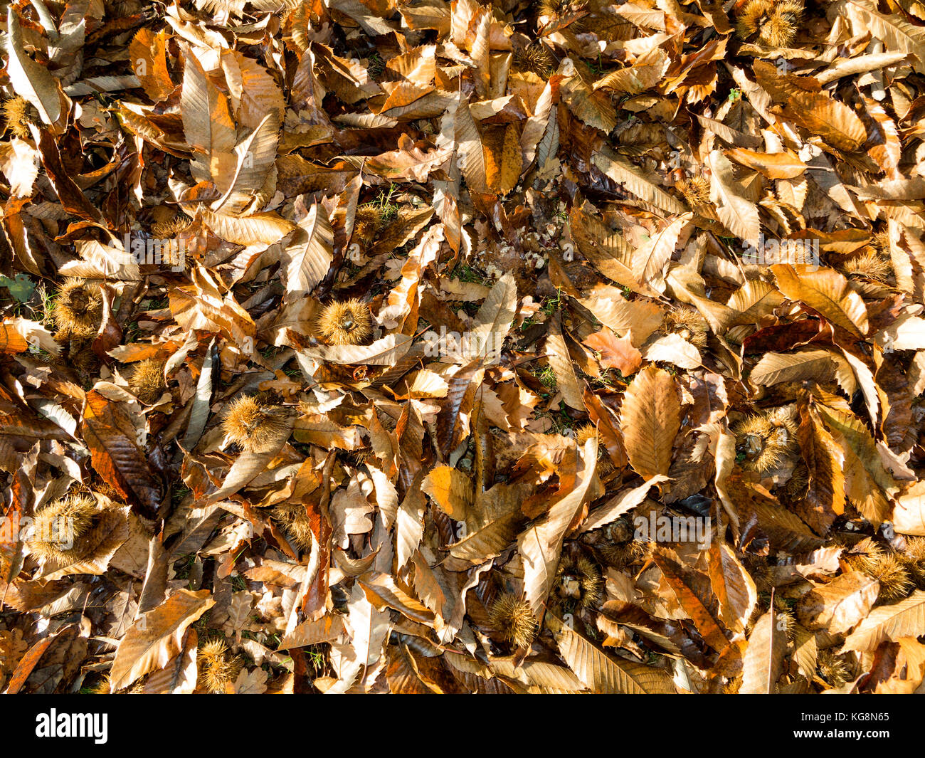 Dead finish hi-res stock photography and images - Alamy