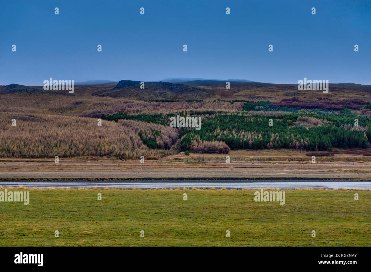 Iceland family tree hi-res stock photography and images - Alamy