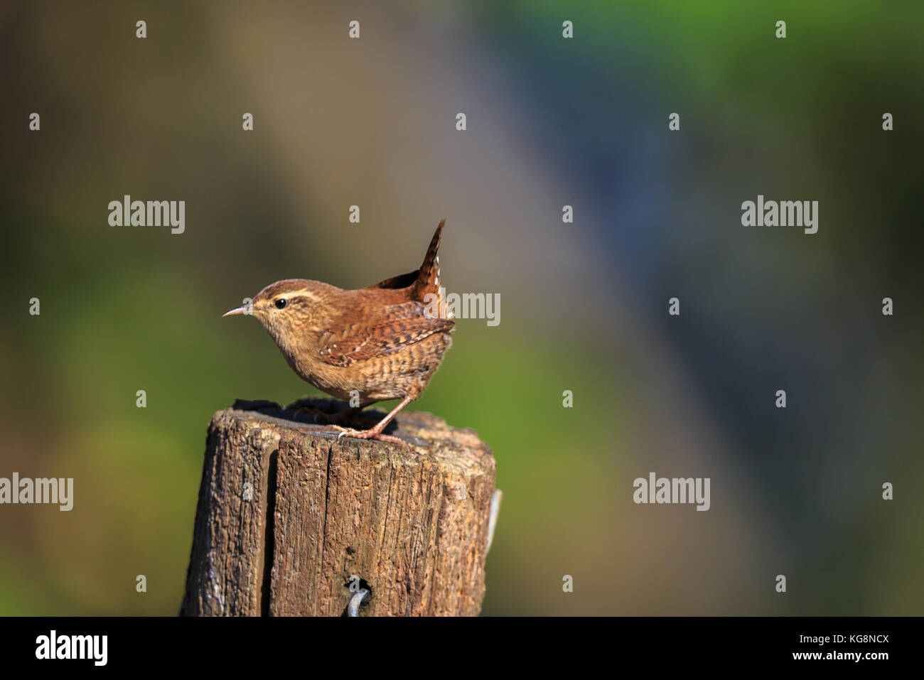 An Eurasian Wren on a garden post Stock Photo - Alamy