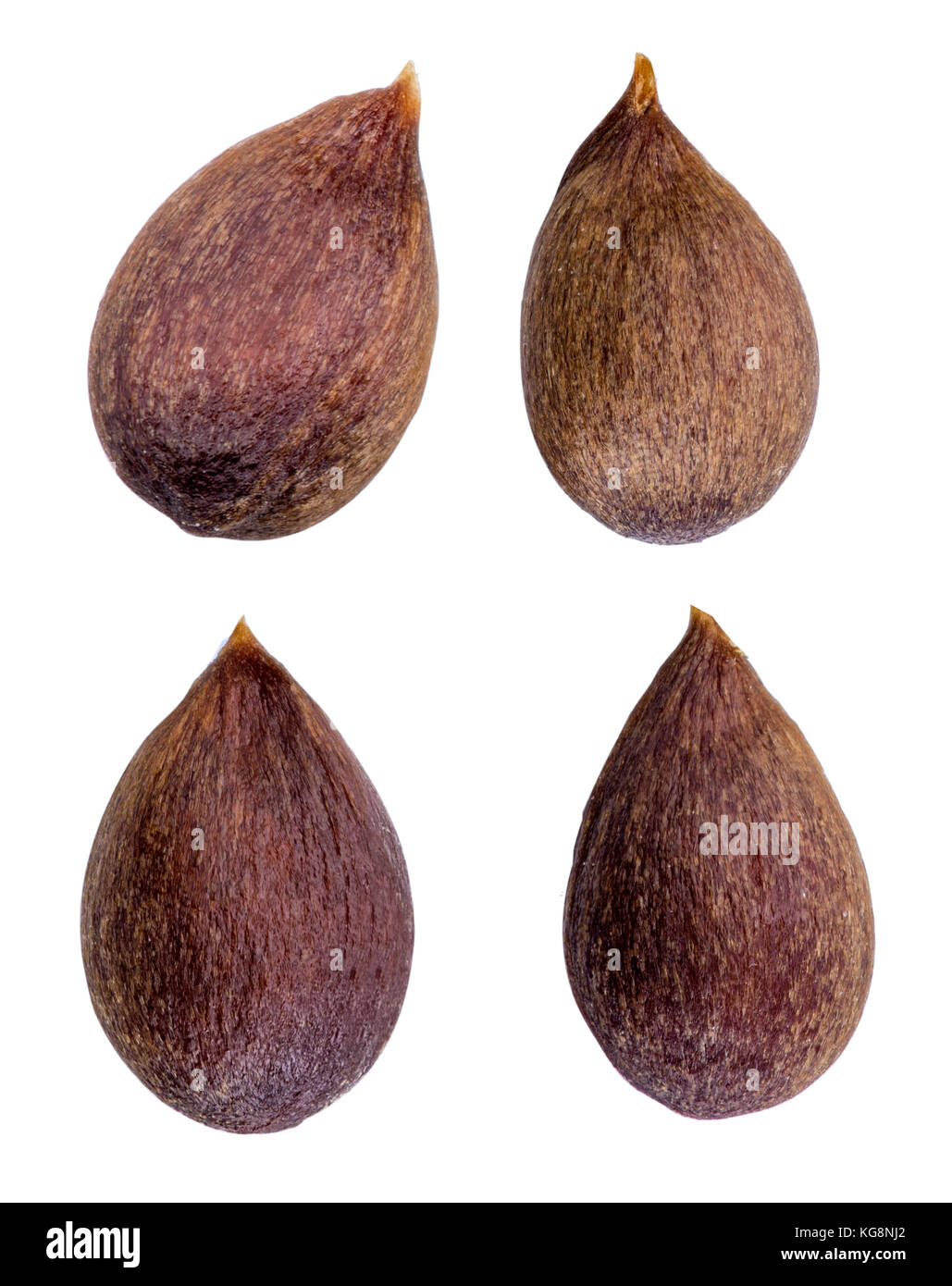 Apple seed isolated on white background with clipping path Stock Photo ...