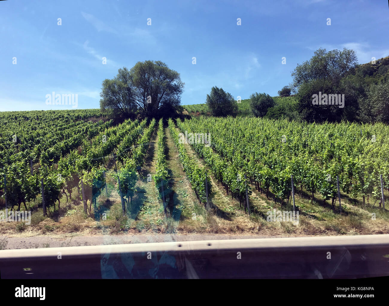 Rows of Vineyard Crape Vines. Summer landscape Stock Photo - Alamy