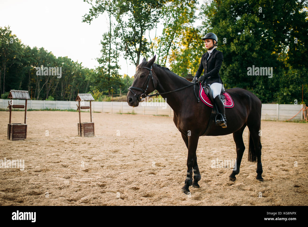 Equestrian sport, woman on horseback, side view. Brown stallion ...