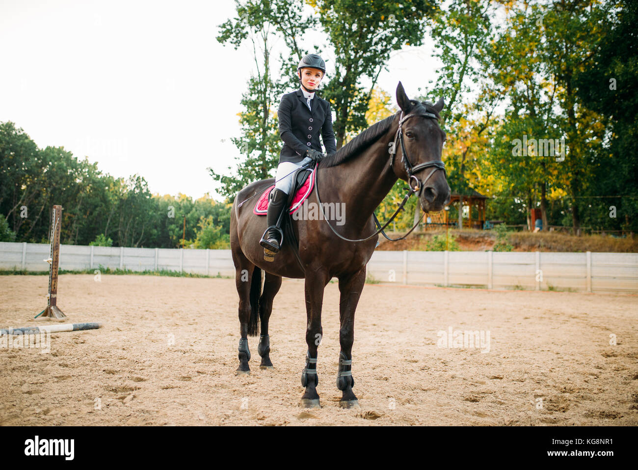Equestrian sport, young woman sitting on horse. Female jockey and brown ...