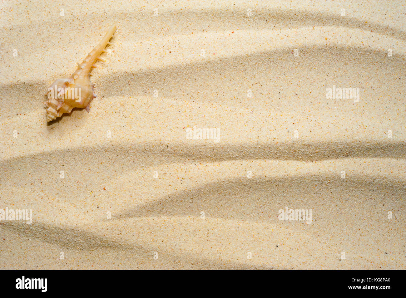 Seashell border sea shell hi-res stock photography and images - Alamy