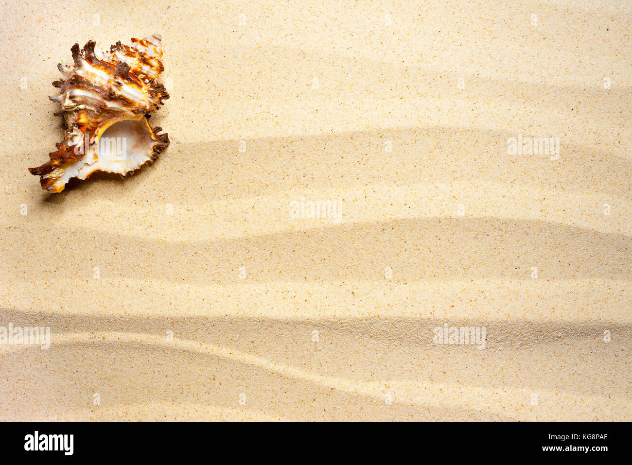 Shell on a wavy sand Stock Photo - Alamy