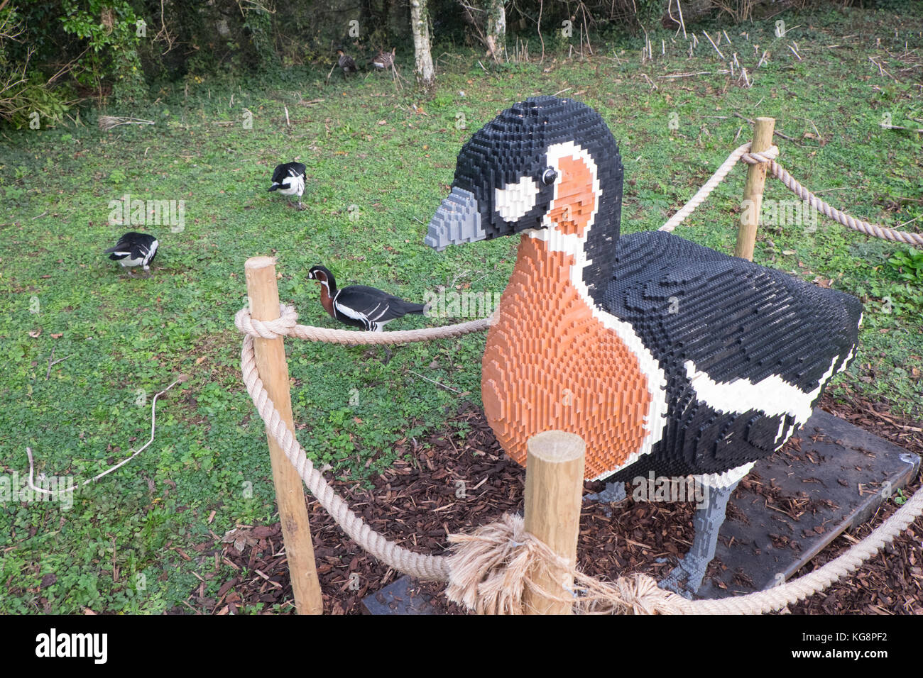 Real geese hi-res stock photography and images - Alamy