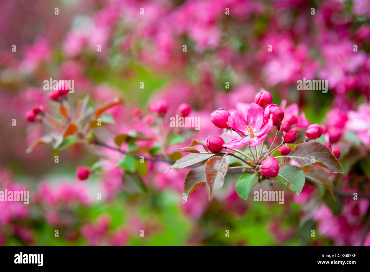 Blooming apple tree Stock Photo - Alamy