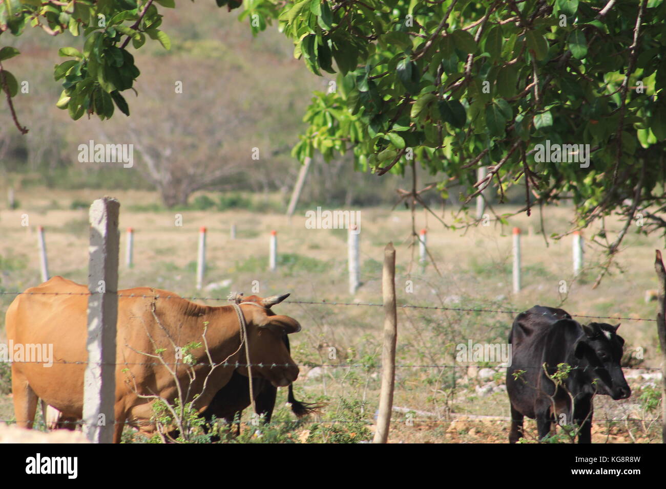 A Ranch along side the highway an hour outside of Havana, Cuba. Trees ...