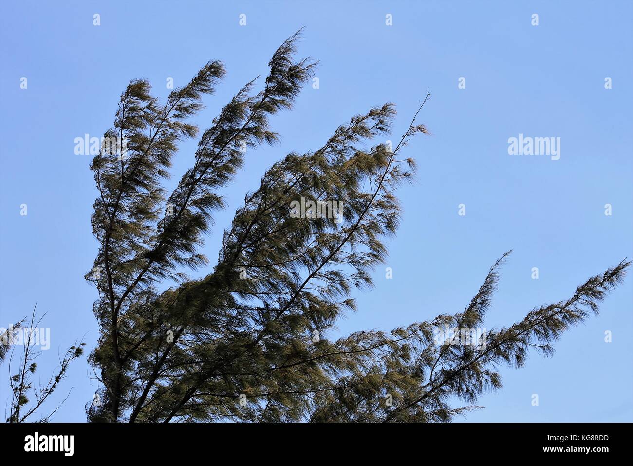 Tree blowing in the tropical breeze, Havana, Cuba Stock Photo - Alamy