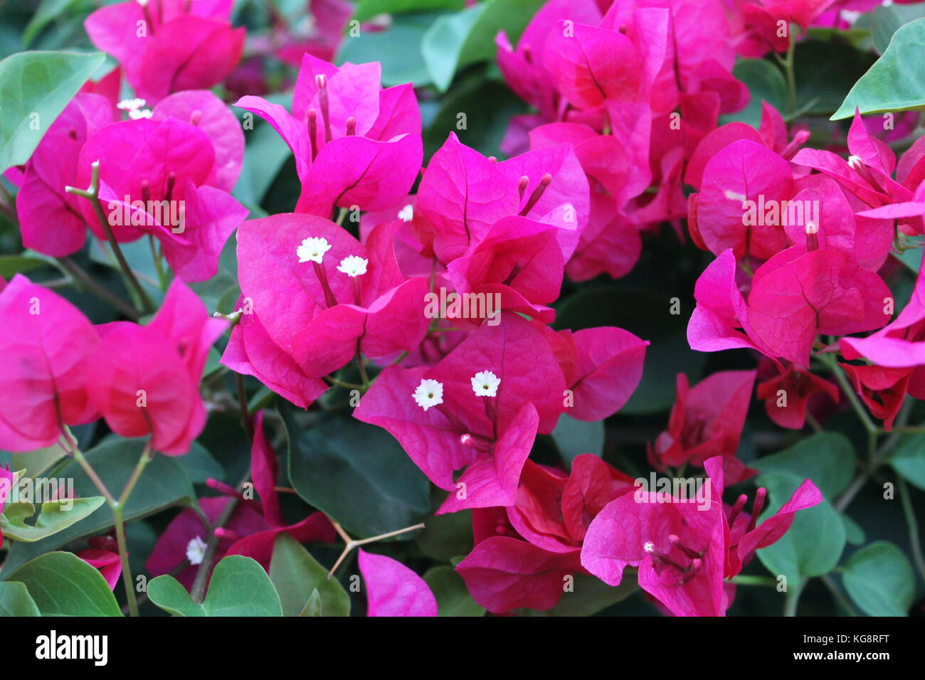 Close-up of pink Bougainvillea flowers, Varadero, Cuba Stock Photo - Alamy