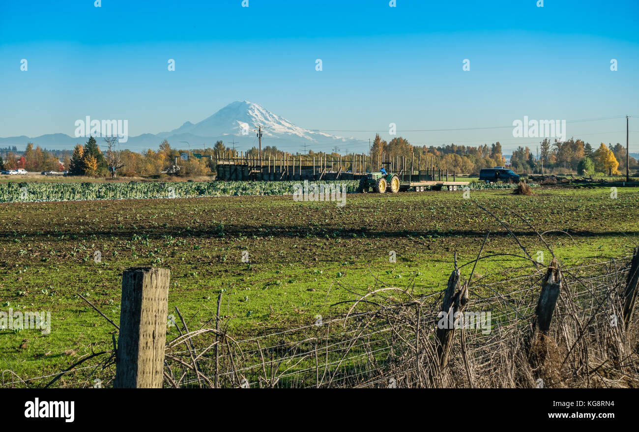 A view of farmland and Mount Rainier in Kent, Washington Stock Photo ...