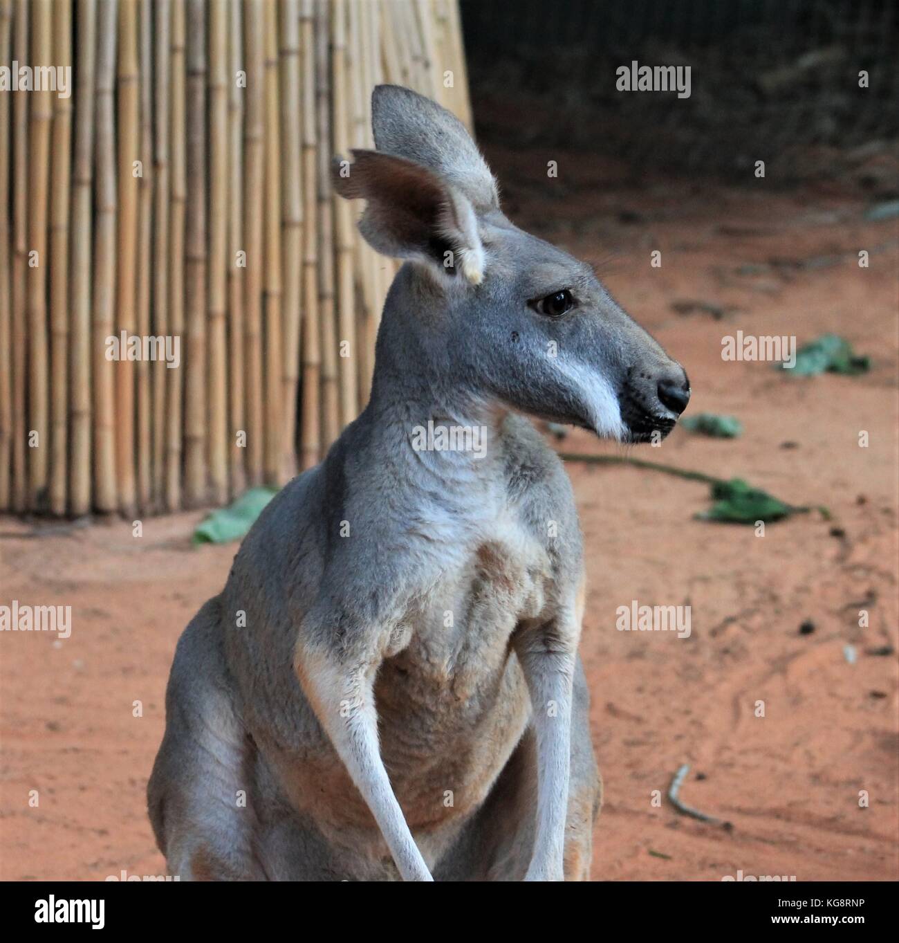 Kangaroo paws hi-res stock photography and images - Alamy