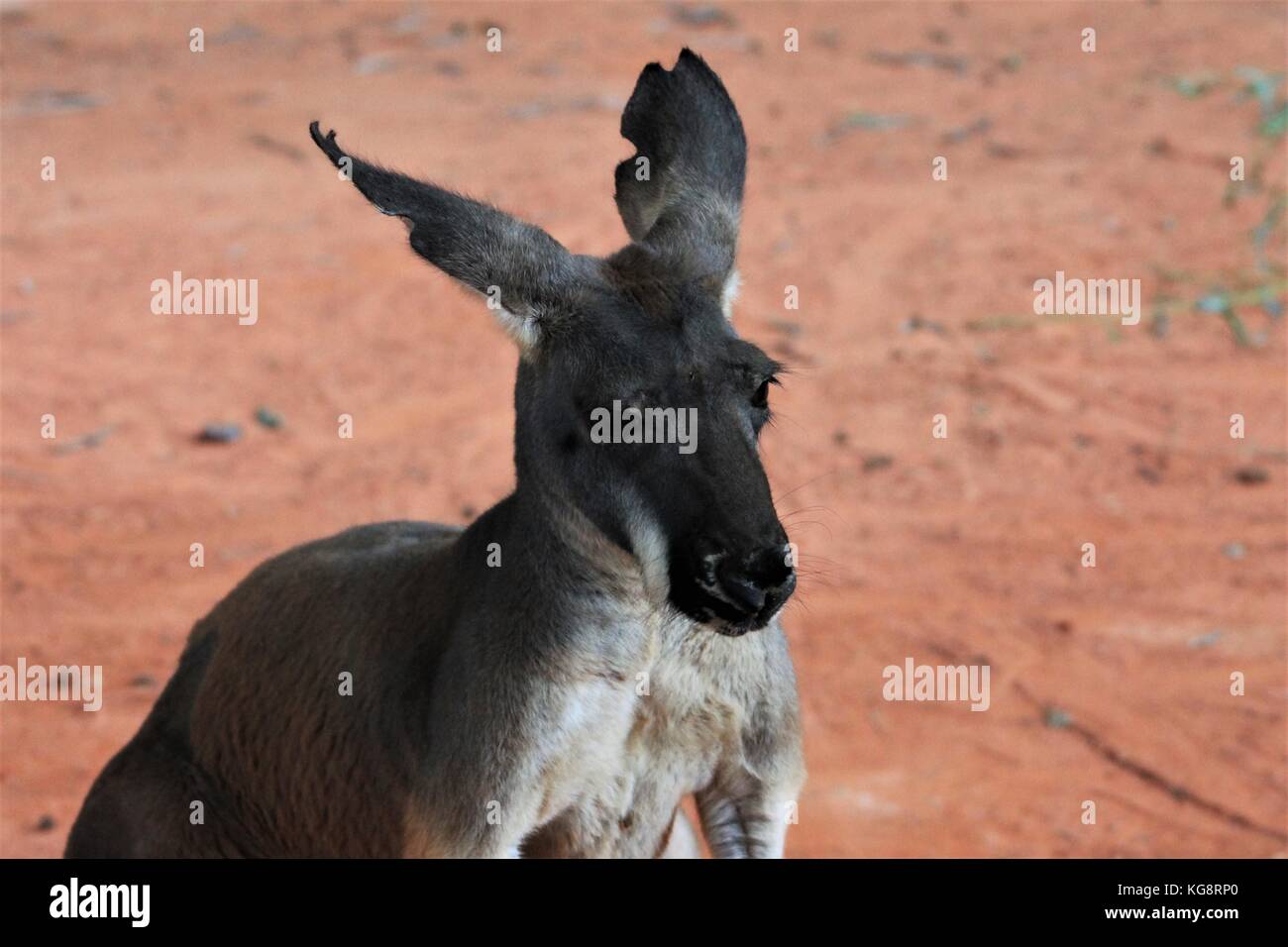 Kangaroo, head and shoulders, forward facing, paws and legs not visible ...
