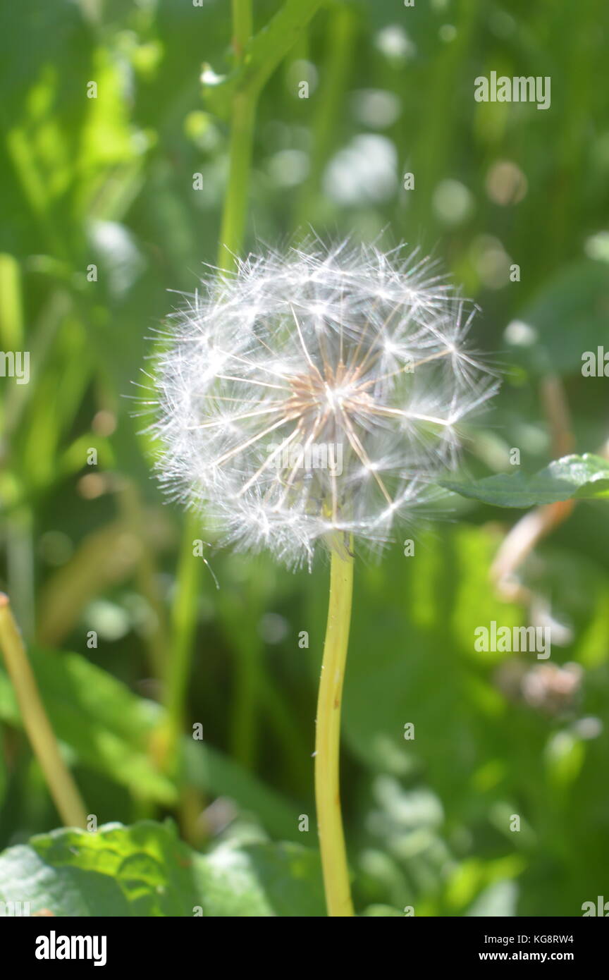 Photo of a Dandelion Stock Photo - Alamy
