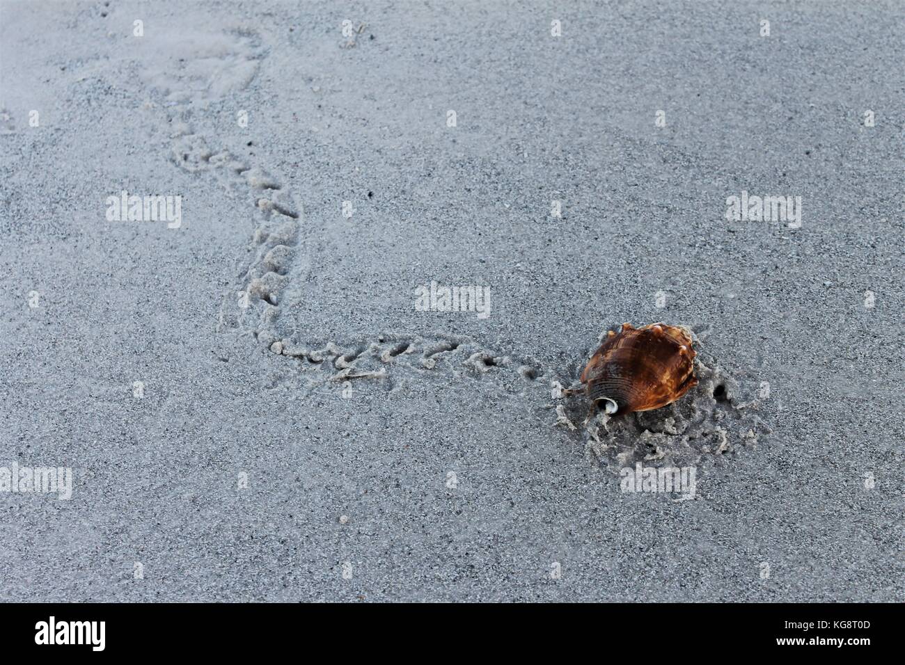 Conch trail in sand hi-res stock photography and images - Alamy