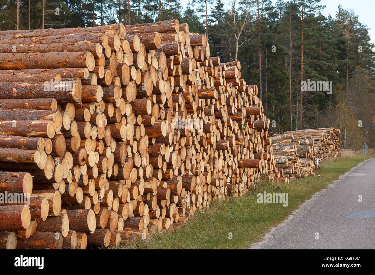 Timber forest hi-res stock photography and images - Alamy