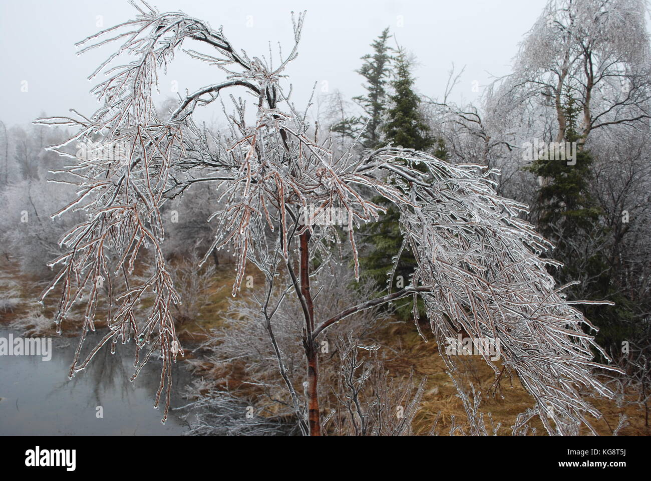 Trees covered in ice, and bent over from the weight, following an ice ...