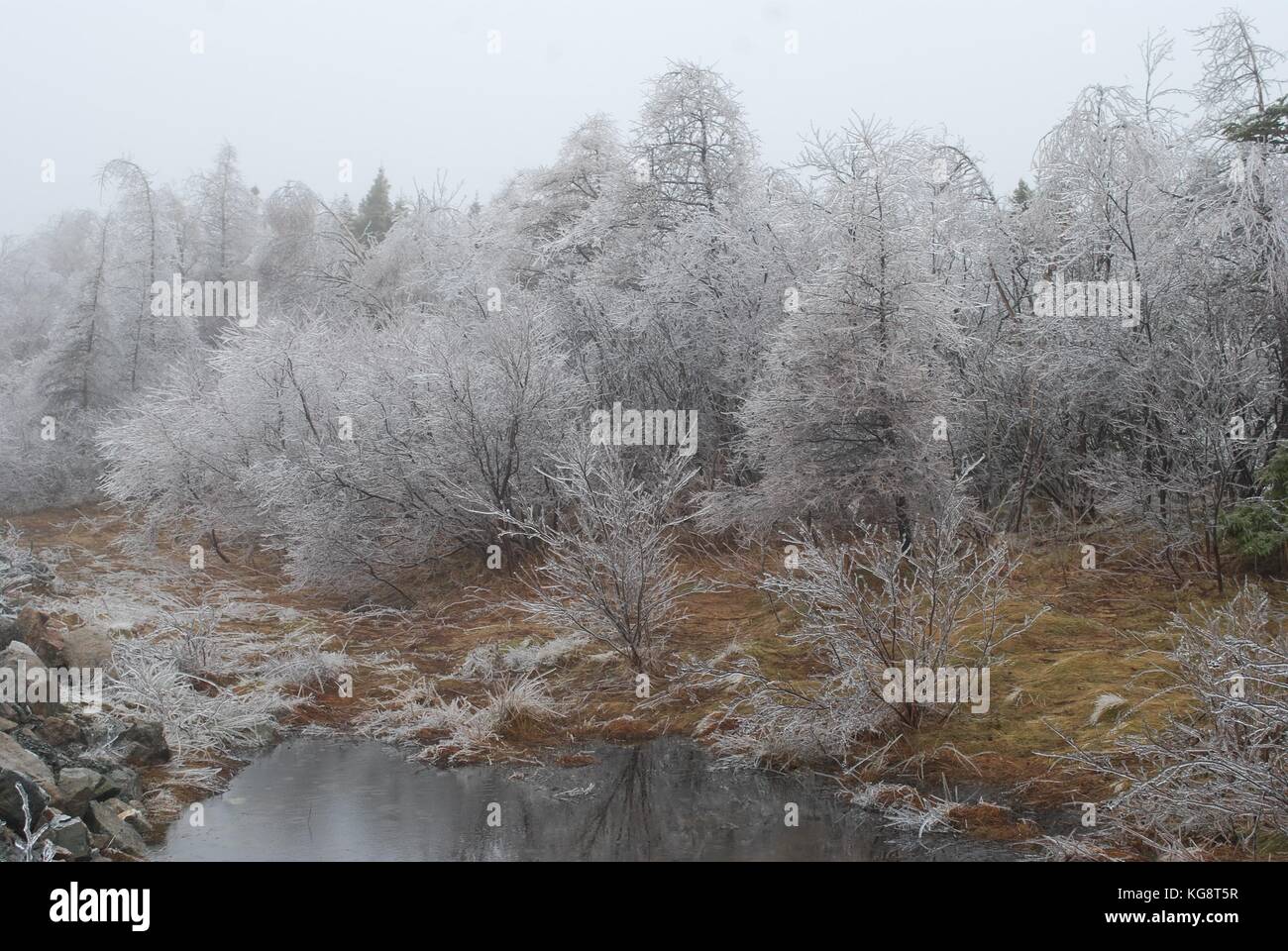 Trees covered in ice, and bent over from the weight, following an ice ...