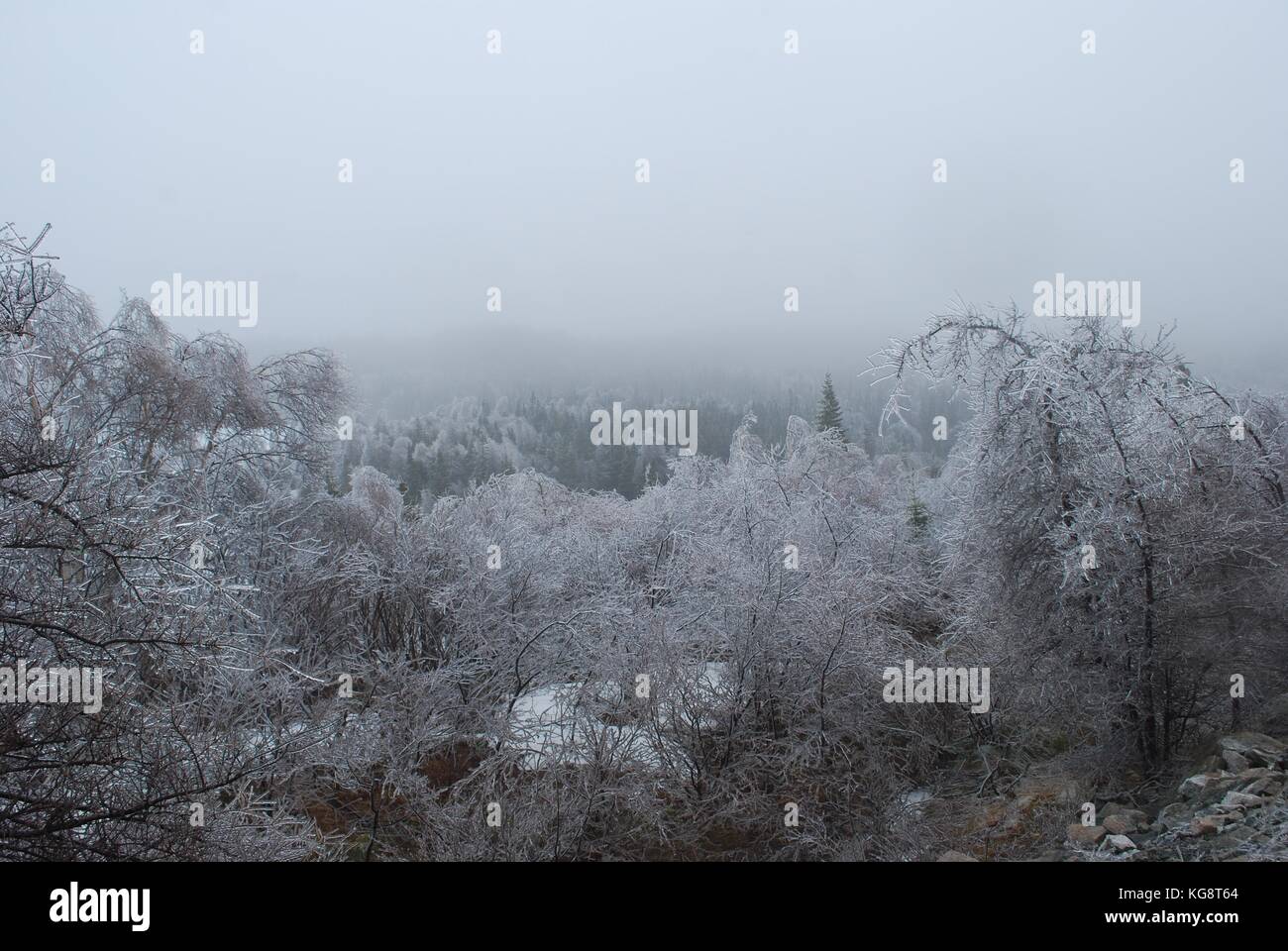 Ice storm in Conception Bay South, NL, Canada. Heavy Ice buildup on ...
