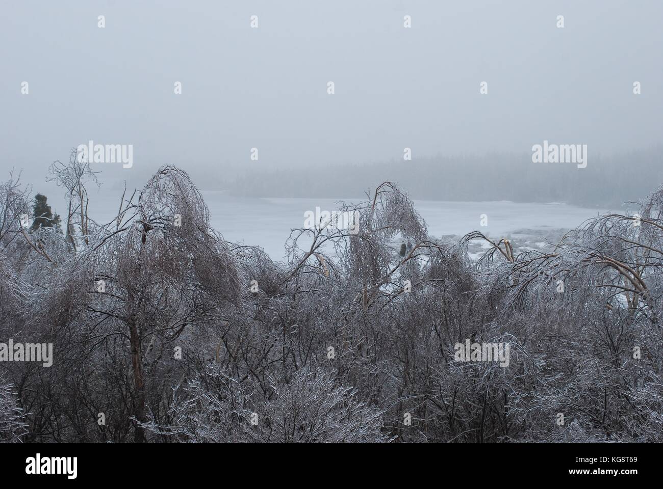 Trees covered in ice, and bent over from the weight, following an ice ...