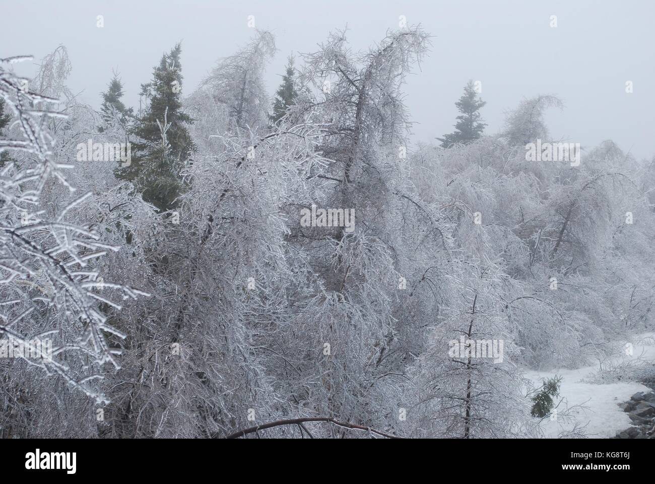 Freezing fog forest hi-res stock photography and images - Alamy