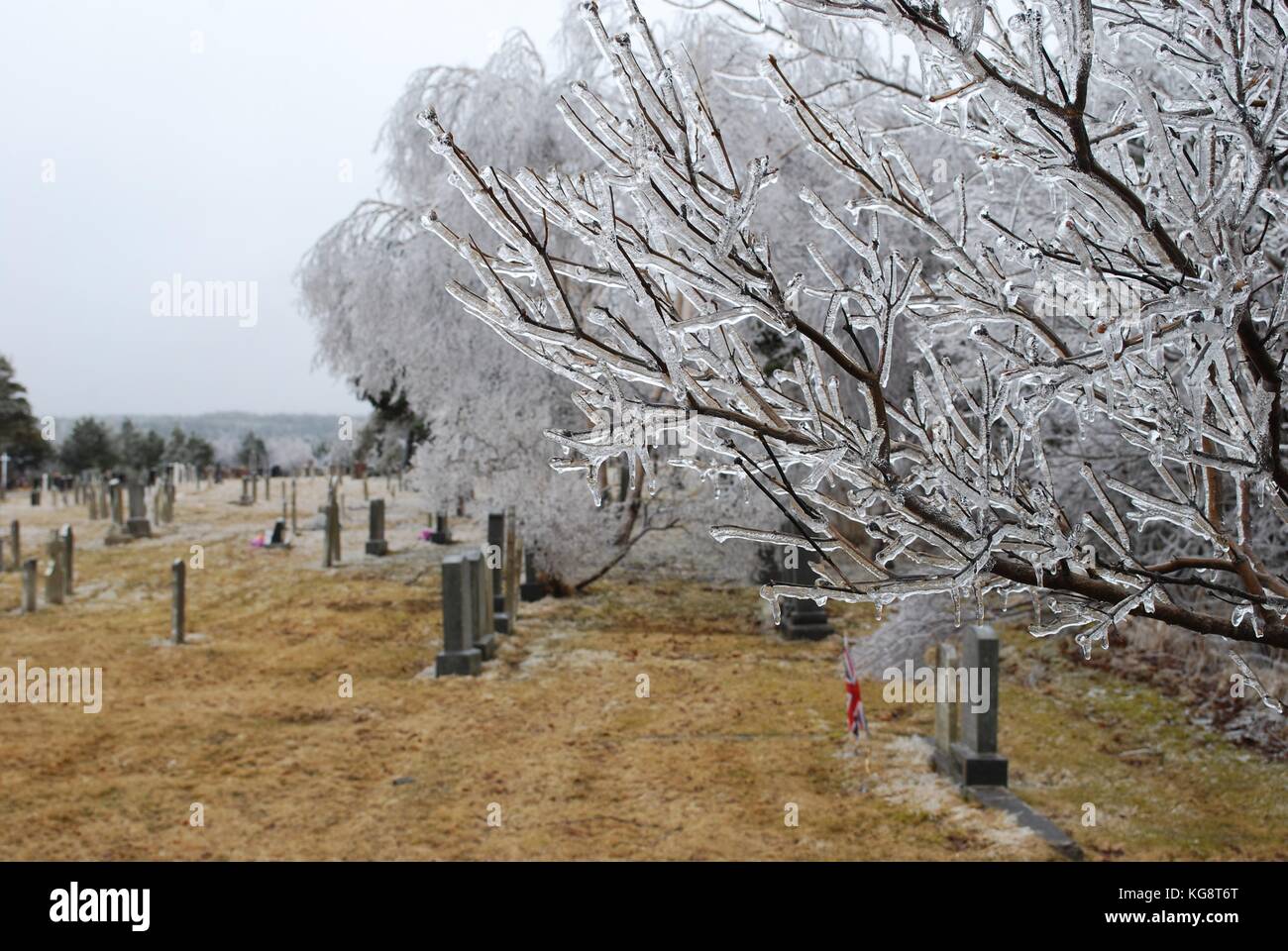 Cemetery after an ice storm. Trees, grass, and headstones covered in ...