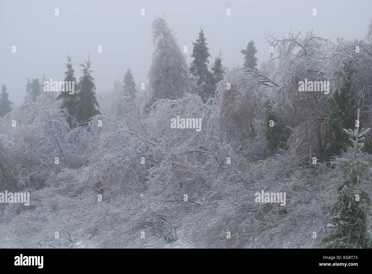 Trees covered in ice following a spring ice storm, Conception Bay South ...