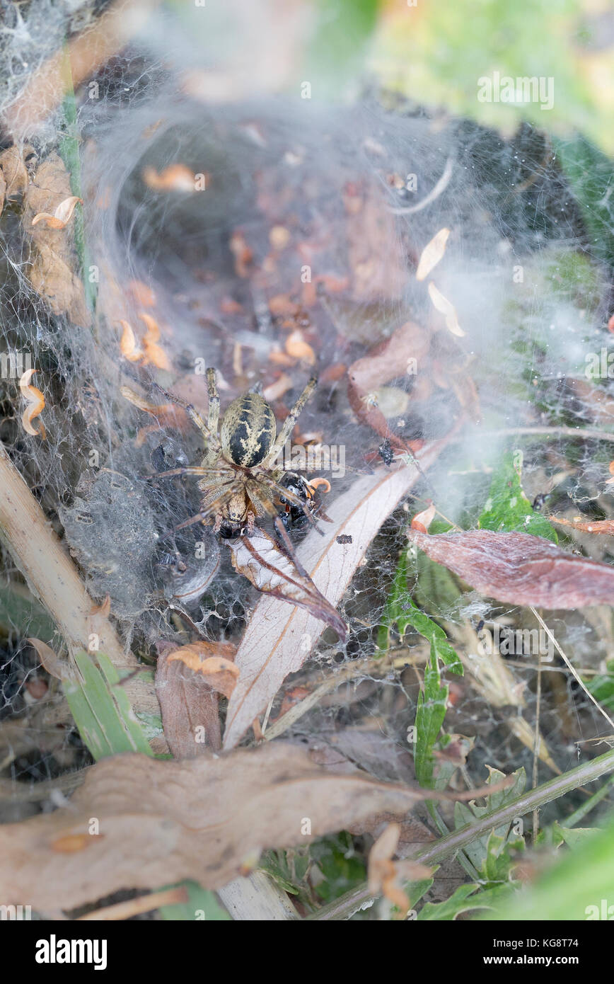 Labyrinth Spider (Agelena labyrinthica) outside her funnel-shaped web ...