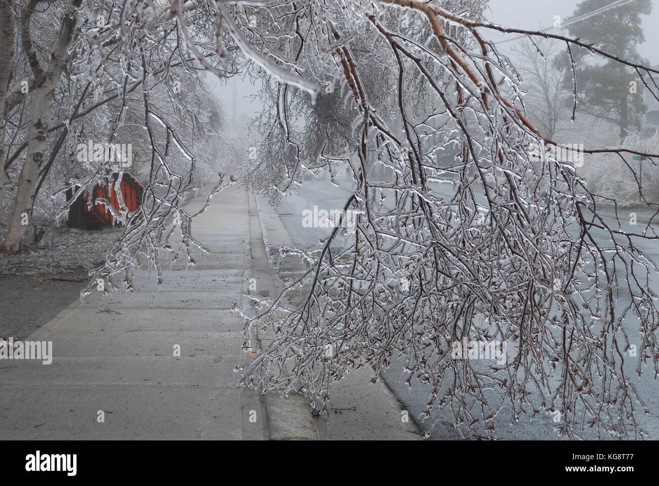 Thick ice on trees, during ice storm in Conception Bay South ...