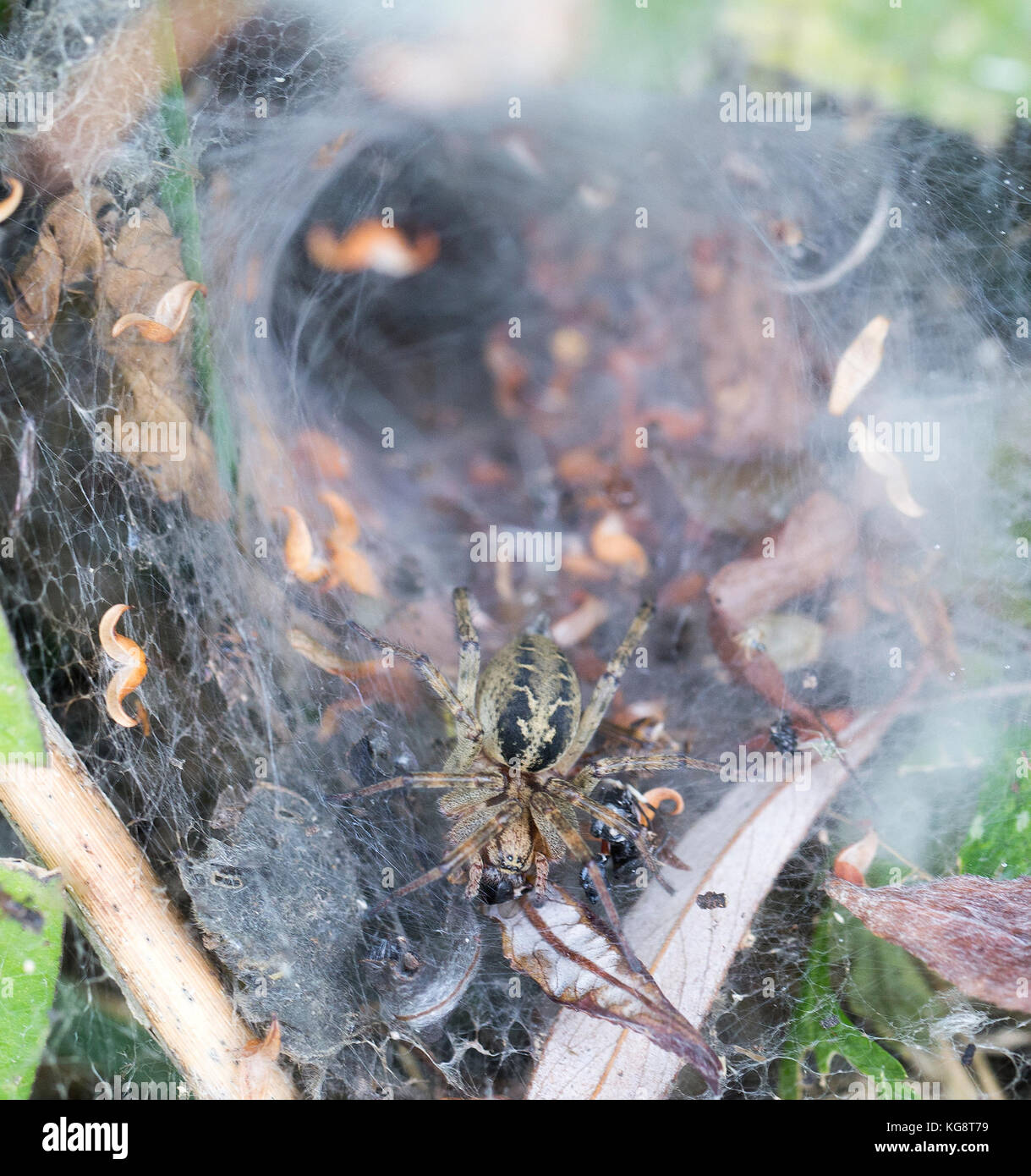 Labyrinth Spider (Agelena labyrinthica), a funnel-web spider with prey ...