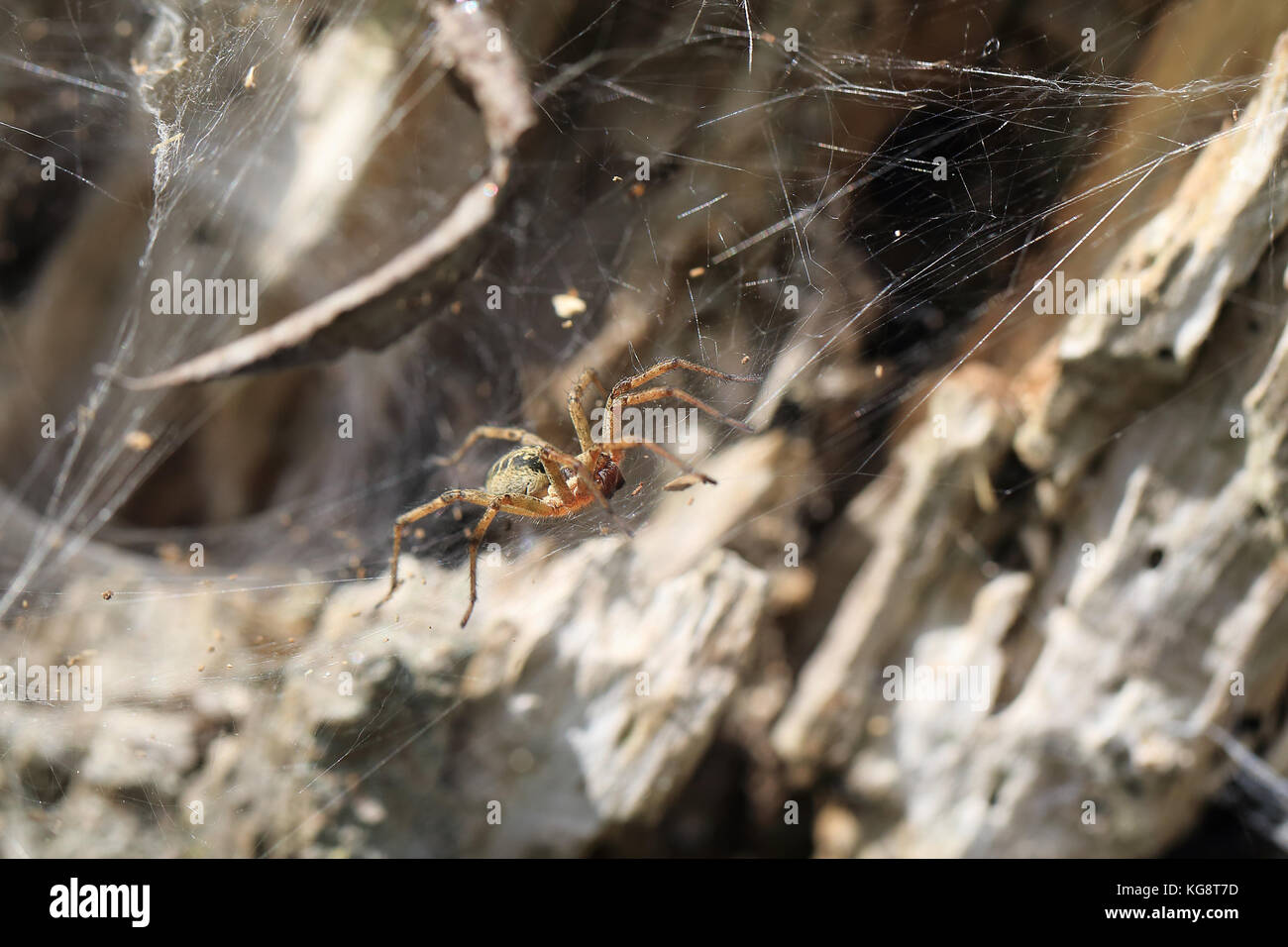 Labyrinth Spider (Agelena labyrinthica) outside her funnel-shaped web ...