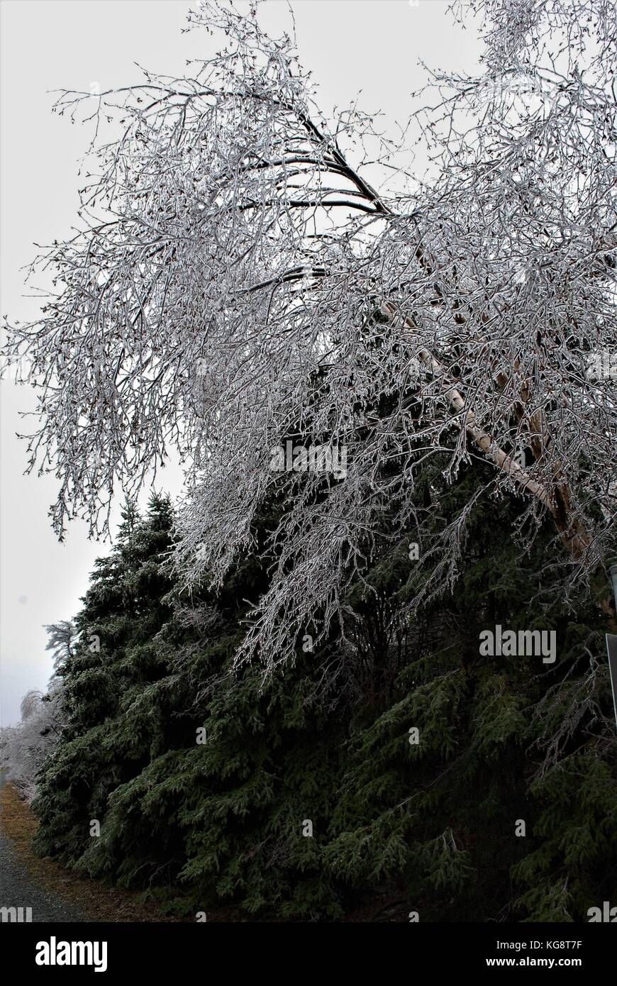 Freezing fog forest hi-res stock photography and images - Alamy