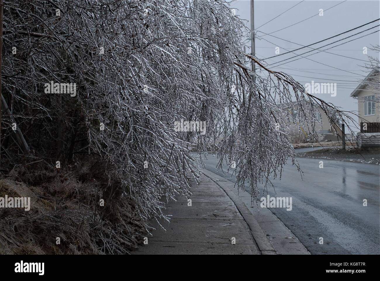 Thick ice on trees, during ice storm in Conception Bay South ...