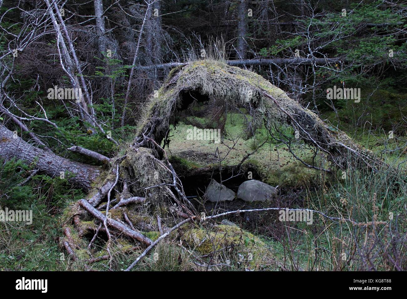 Exposed tree roots from fallen tree in the forest create a canopy over ...