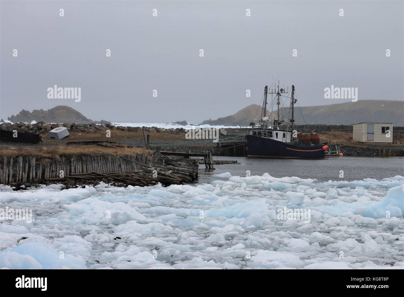 Heavy pack ice fills the harbour, Ferryland, Newfoundland Labrador ...