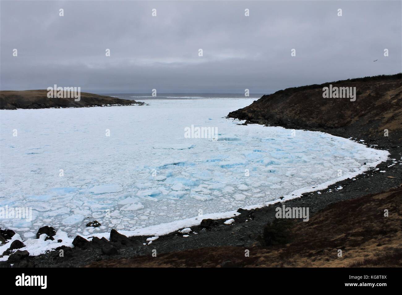 Heavy pack ice fills the harbour, Ferryland, Newfoundland Labrador ...