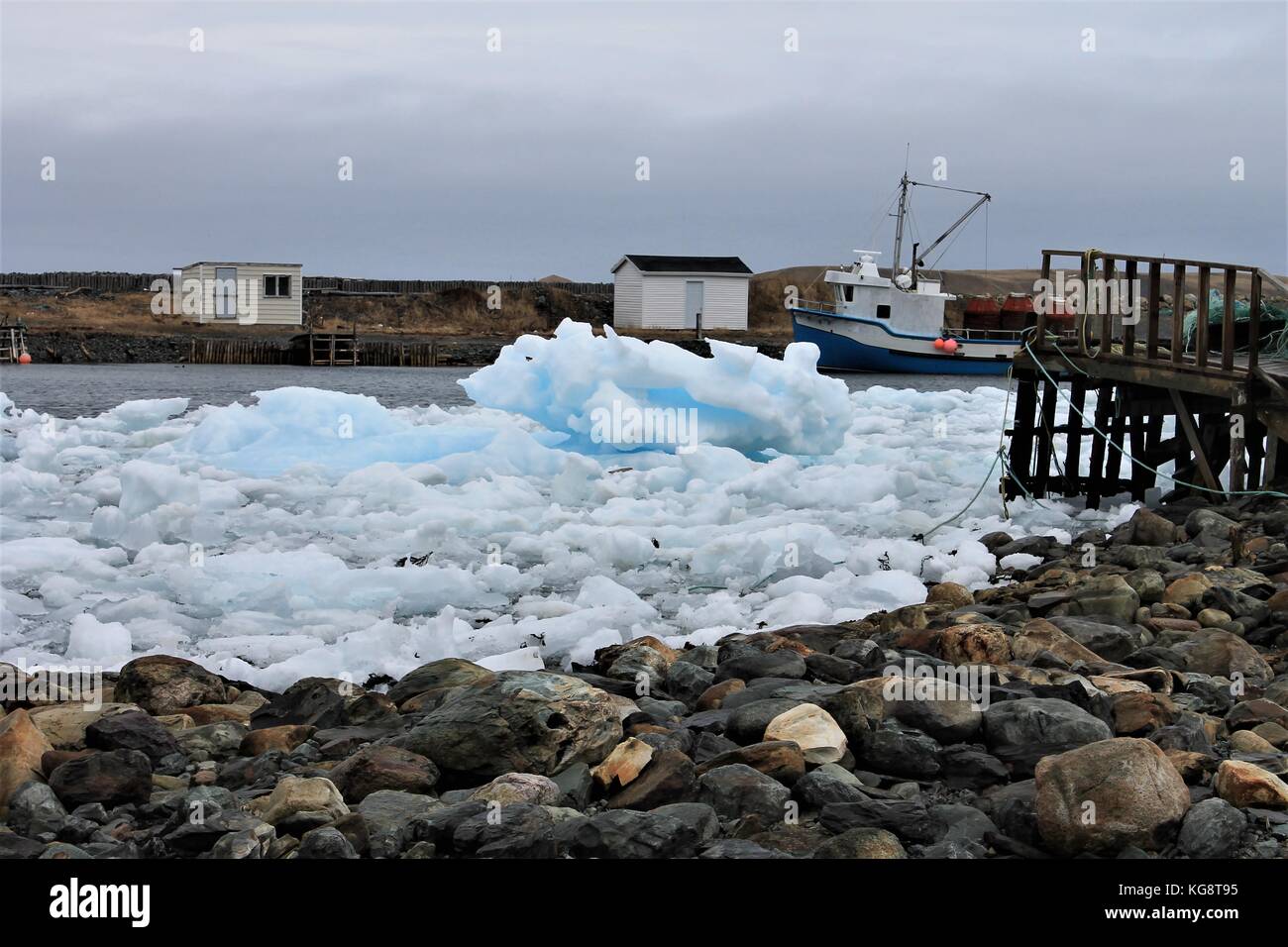 Heavy pack ice fills the harbour, Ferryland, Newfoundland Labrador ...