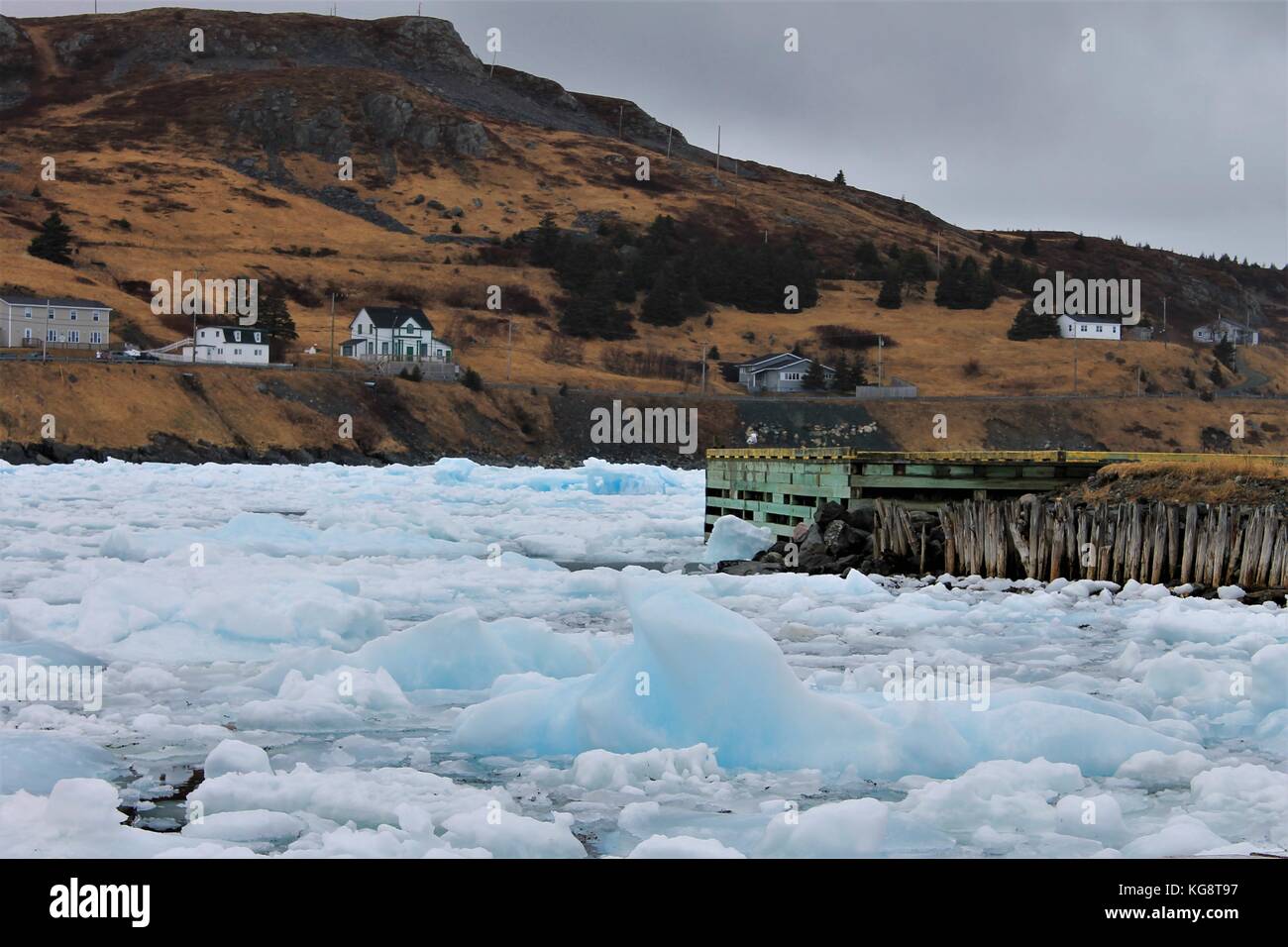 Heavy pack ice fills the harbour, Ferryland, Newfoundland Labrador ...