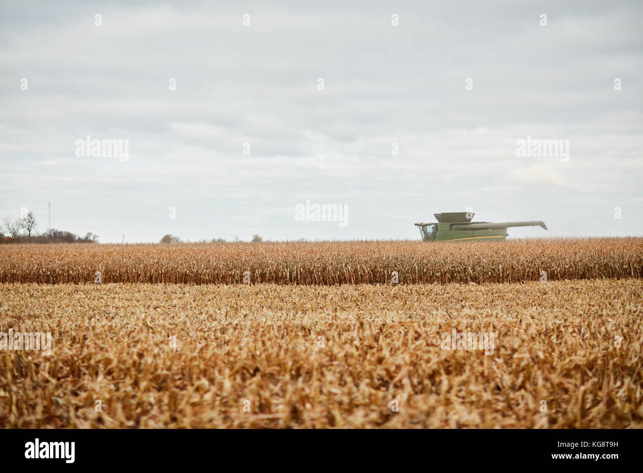 Harvesting the autumn maize crop with a view over stubble to a combine ...