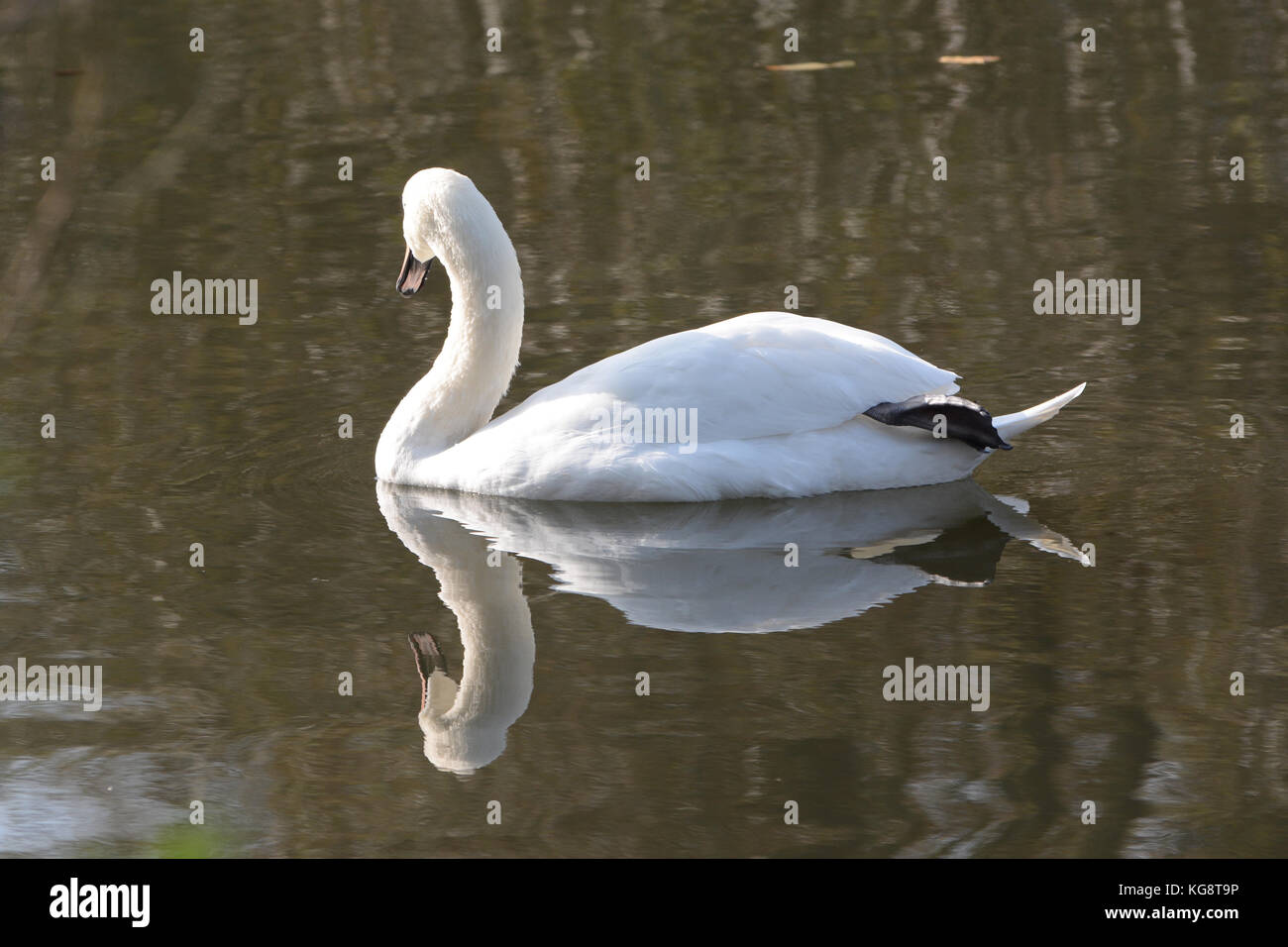 Reading swan hi-res stock photography and images - Alamy
