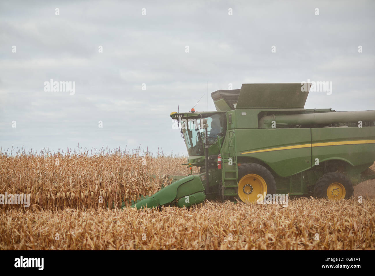 Combine harvester cutting dried maize plants in a close up side view ...