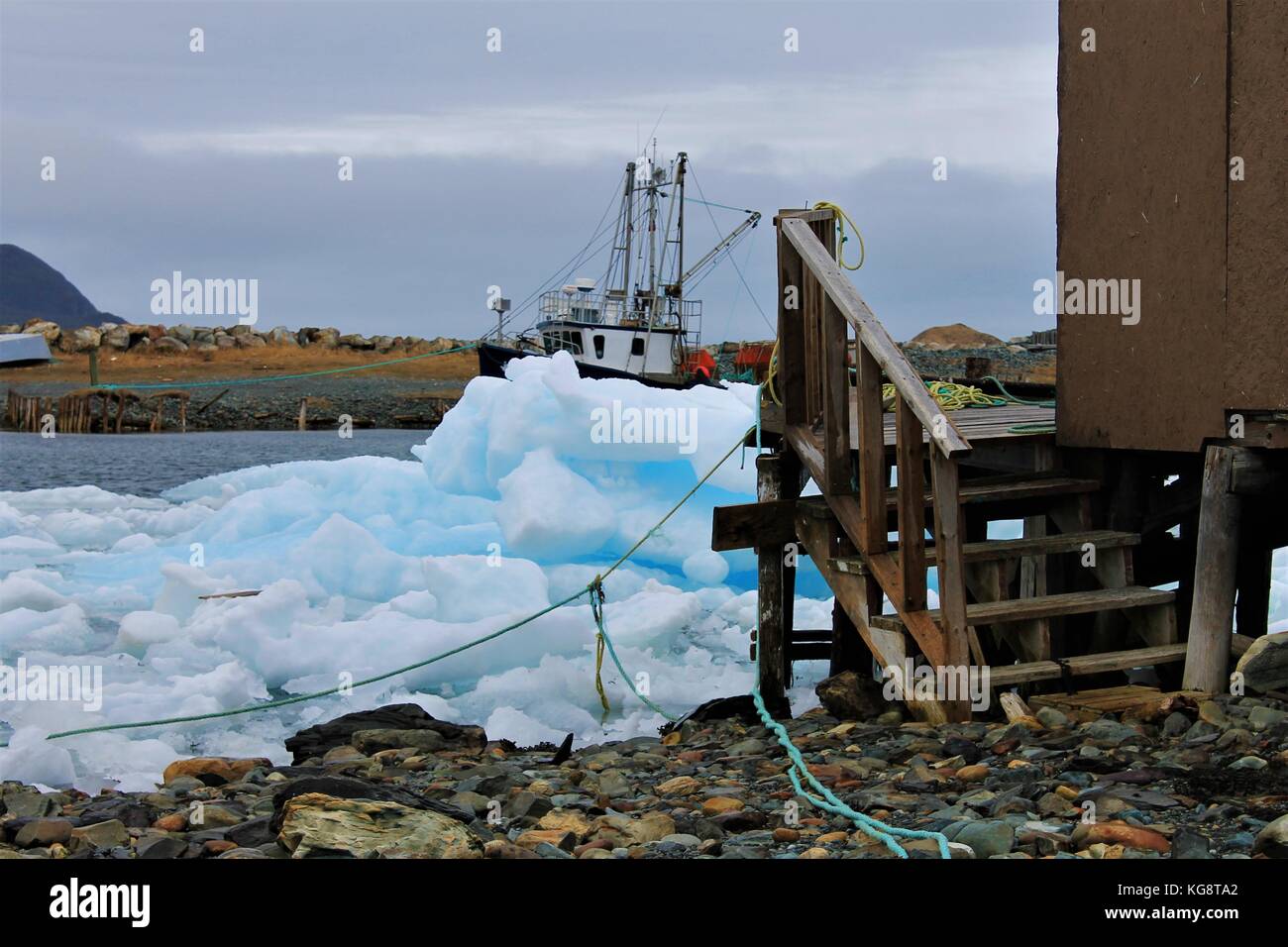 Heavy pack ice fills the harbour, Ferryland, Newfoundland Labrador ...
