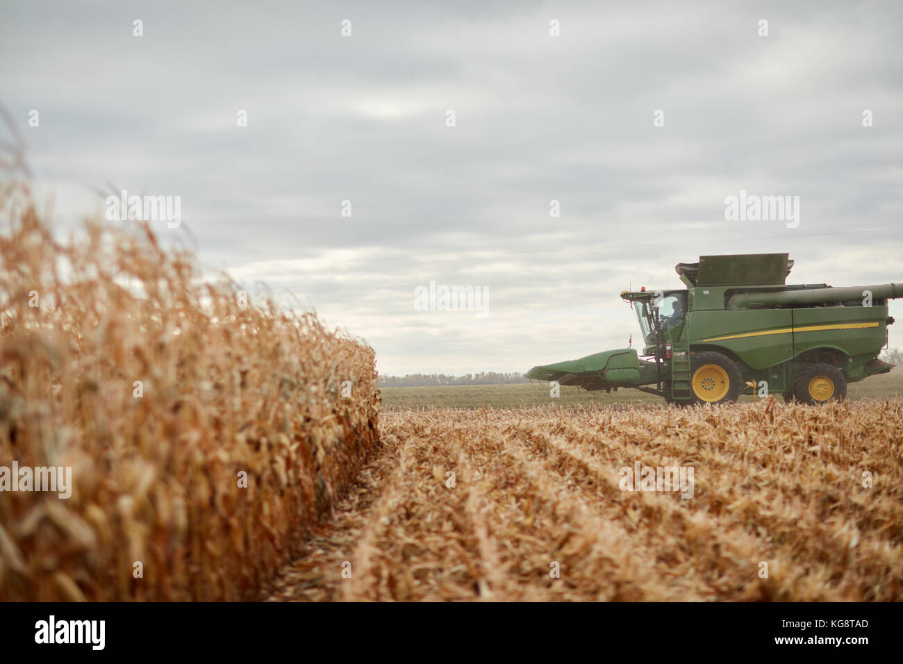 Combine harvester in a maize field during harvesting with the cutter ...