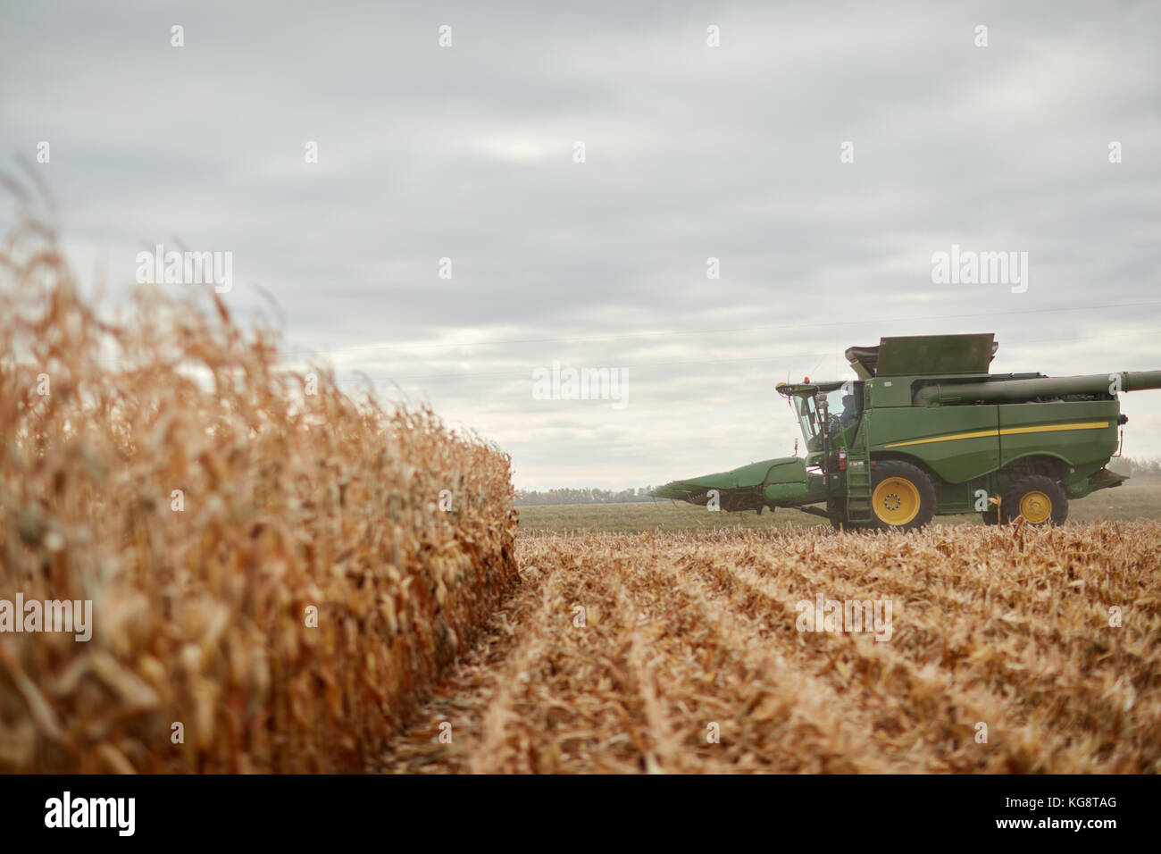 Partly harvested maize field with a combine harvester driving through ...